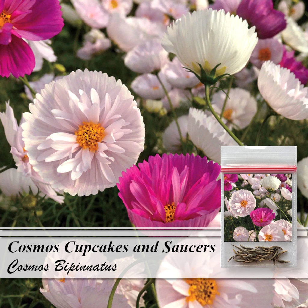 Cosmos Cupcakes and Saucers 20 Seeds Cosmos Bipinnatus Mixed Colors ...