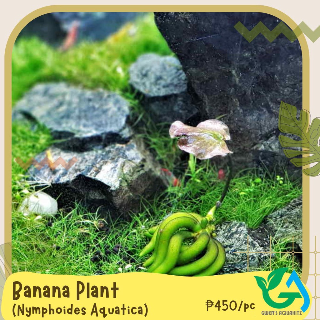 Banana Plant - Nymphoides Aquatica | Shopee Philippines