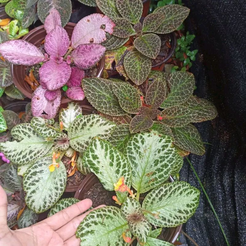 EPISCIA PLANT ( Large size) | Shopee Philippines