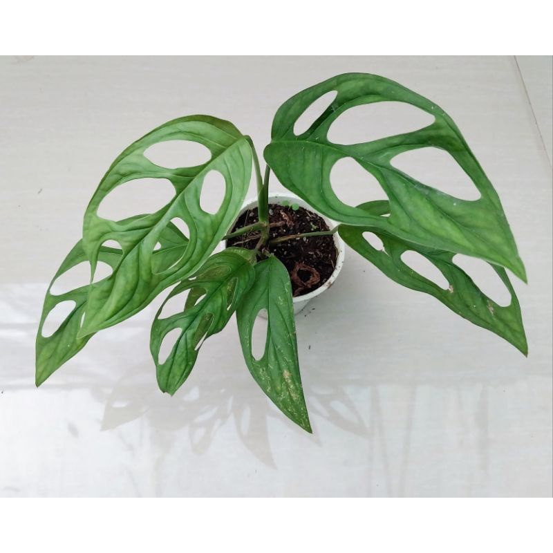 Monstera adansonii ( Swiss cheese monstera ) | Shopee Philippines